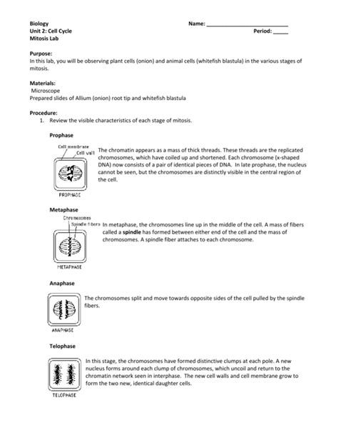 Mitosis Lab Cell Cycle Worksheet For Biology Students