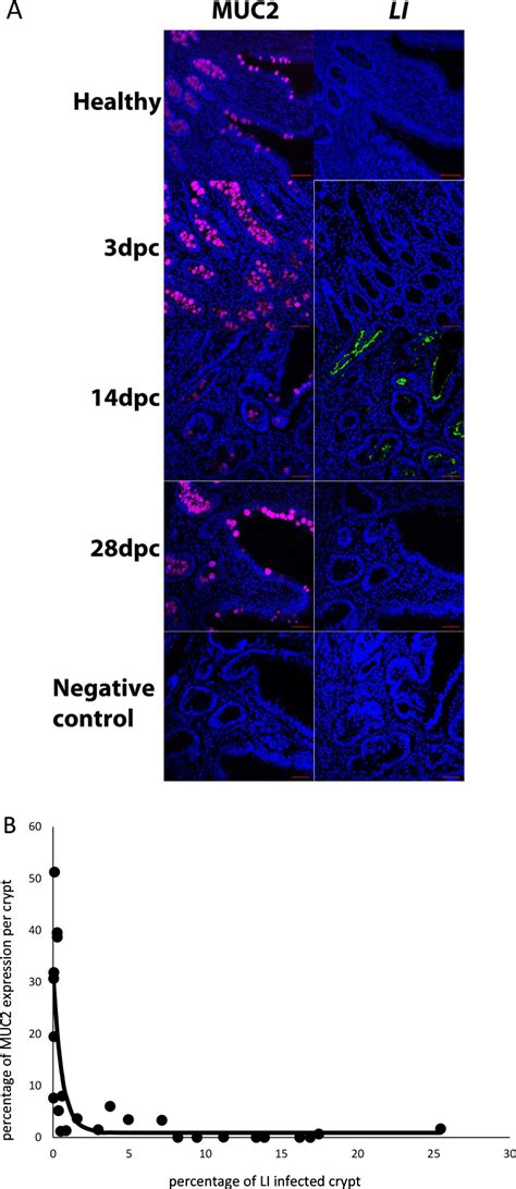 Lawsonia Intracellularis Infection Of Intestinal Crypt Cells Is