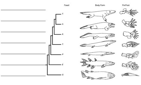 Tetrapod Evolution Diagram Quizlet