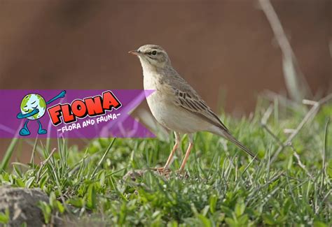 Burung Pipit Cara Mereka Bertahan Hidup Di Alam Liar