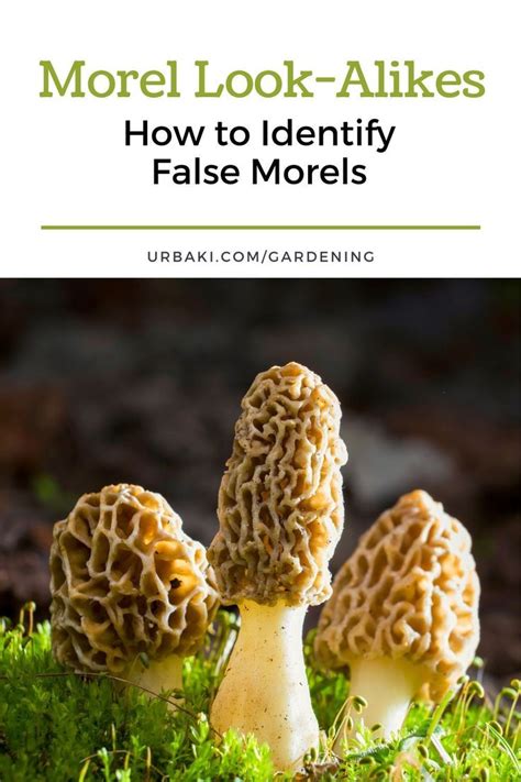 Morel Look Alikes How To Identify False Morels False Morel