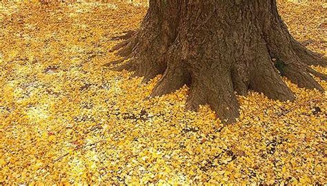 Jonathan Frank On Linkedin Root Problems Are A Leading Cause Of Tree Loss When Tree Roots Are…