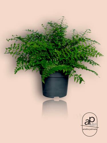 Asplenium Parvati Ameliapalmela