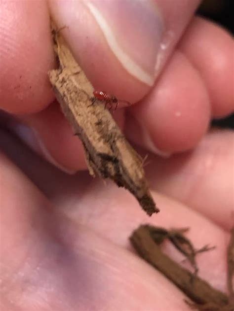 Red Globular Springtail I Collected R Springtail