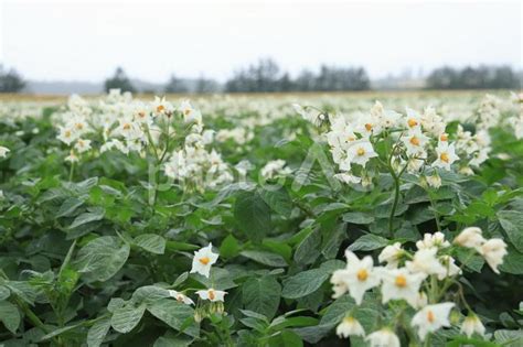北海道のジャガイモ畑 No 30961101｜写真素材なら「写真ac」無料（フリー）ダウンロードok