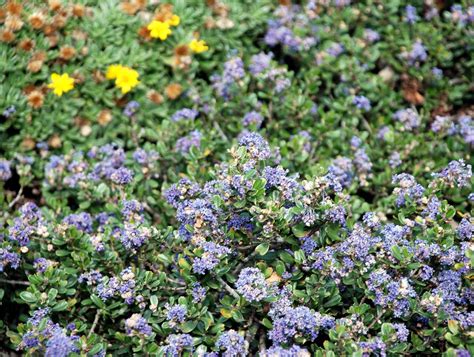 Flickriver Photoset Ceanothus Maritimus Frosty Dawn Frosty Dawn