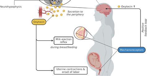Physioblogology11 Push It To The Limit Moa Of Pitocin