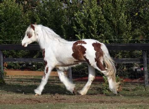 Gypsy Mvp Pretty Gypsy Vanner Filly For Sale Piebald