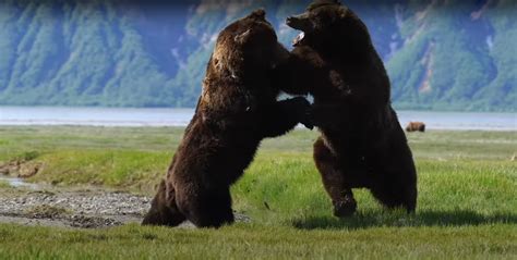 Grizzly Vs Brown Bear A Battle Of The Titans In The Wild Eejioq