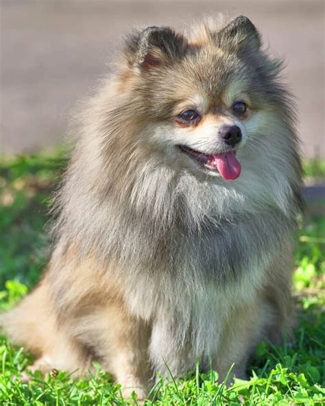 25 Pomeranian Colors Markings And Patterns With Pictures