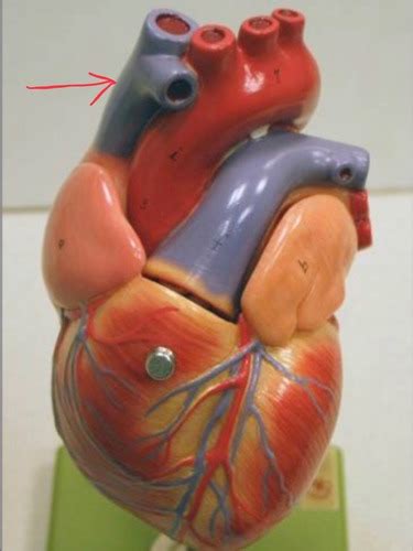 Ap Ii Lab Vein Location Flashcards Quizlet