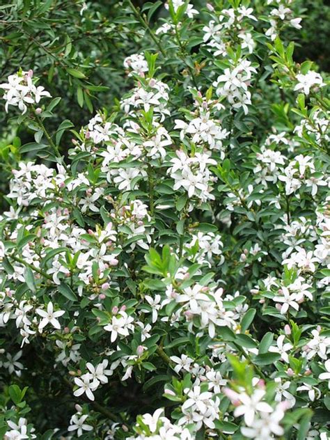 Oderings Garden Centres Shrub Eriostemon Profusion