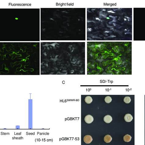subcellular localization expression pattern and transcriptional