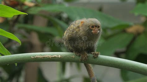Funny Dwarf Toy Cebuella Pygmaea Sitting On A Tree Branch In The
