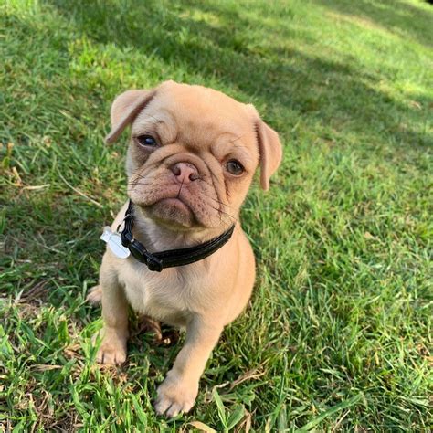 Puppies For Sale In Malta Trusted Puppy Breeder In Malta