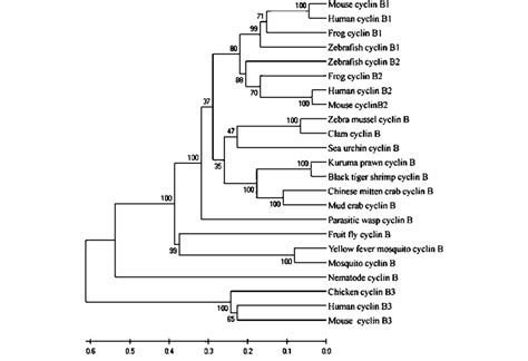 Bootstrapping Phylogenetic Tree Of Cyclin B Proteins From Different