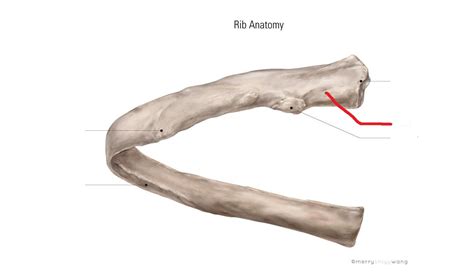 Level 3 Anatomy And Physiology I Memrise