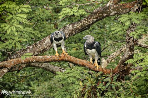 Harpy Eagle Size Comparison
