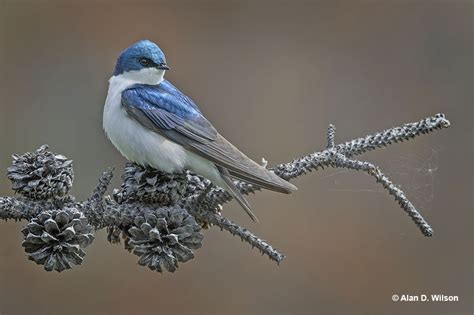 Tree Swallow Id Facts Diet Habit And More Birdzilla