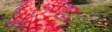 Feathery Argonian Tails Sse At Skyrim Special Edition Nexus Mods