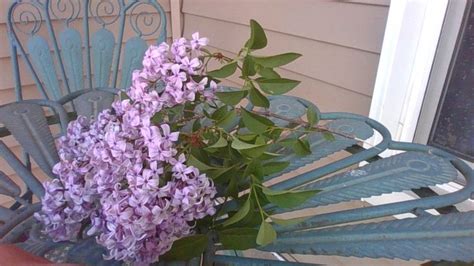 Beautiful Lilac Flowers On Blue Bench