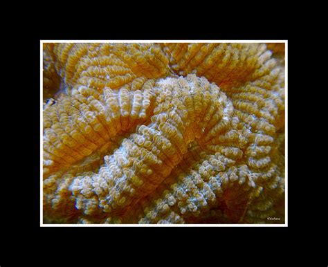 Mussismilia hispida | Kitahara, M. V. | Flickr