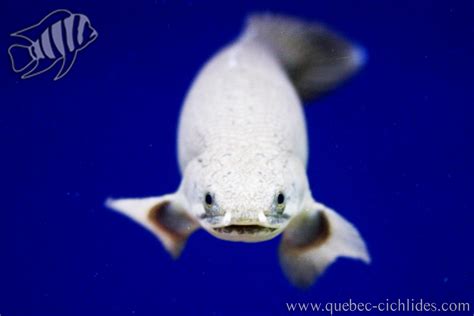 Polypterus Senegalus Québec Cichlidés