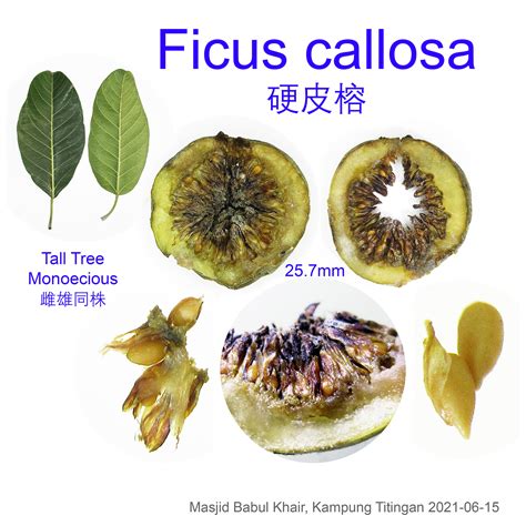 Ficus Callosa 硬皮榕 Monoecious 雌雄同
