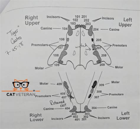 51 Best Photos Cat Teeth Chart Numbers Free 11 Sample Teeth Chart