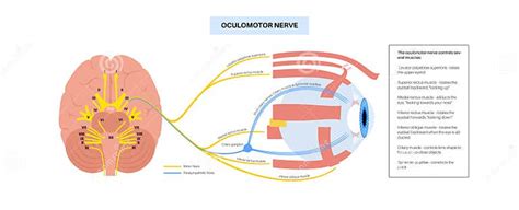 Oculomotor Nerve Poster Stock Illustration Illustration Of System