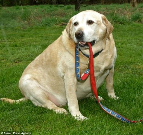 Fattett Dog Giant Alfie The Labrador Is Put On A Crash Diet After He