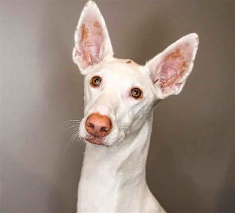 Ibizan Hound Price In India Buy Elegant Ibizan Hound Puppies Puppiezo