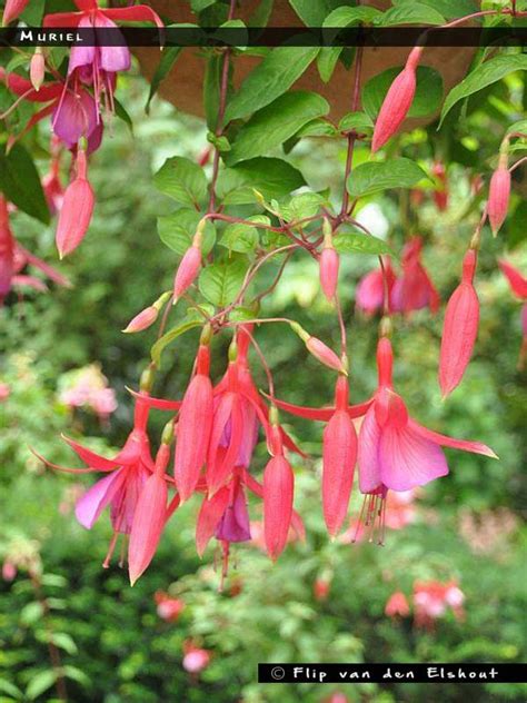 Muriel Fuchsiafinder