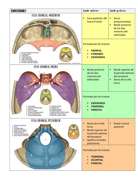 Base Del Craneo Exo Y Endo Craneo Apuntes De Anatomía Docsity