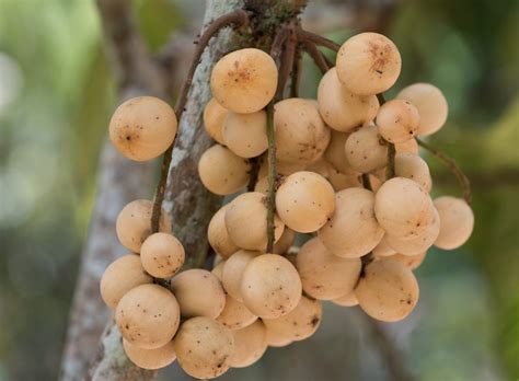 Langsat Healthier Steps