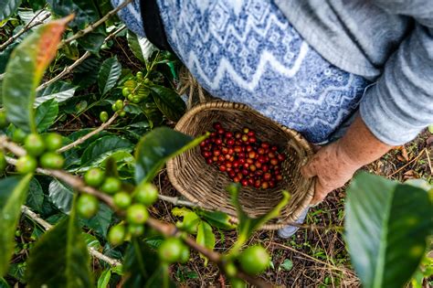 Specialty Coffee Beans Vs Commodity Coffee Beans A Journey Into The W