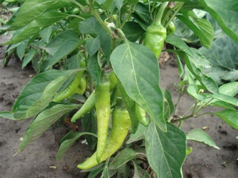 Перец красный острый (горький) (Capsicum annuum), стручковый Культурные ...
