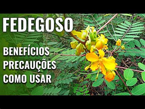 Fedegoso Pau Fava Ou Mata Pasto Uma Planta Medicinal Que Exige