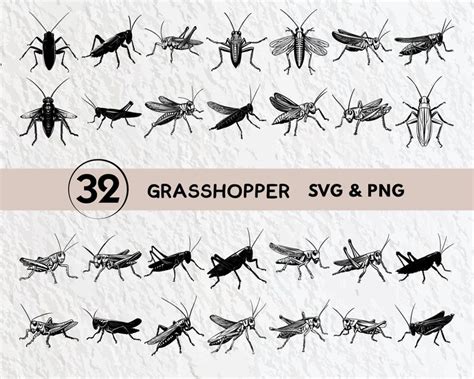Grasshopper Svg Bundle Grasshopper Silhouette Grasshopper Clipart Png