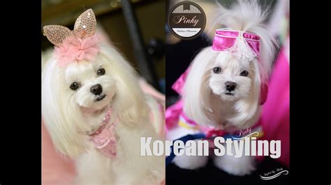 Korean Grooming Trailer Pinkys Korean Style Transformation Maltese
