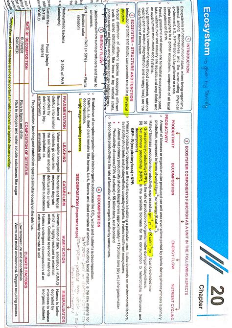 Solution Mind Map Ecosystem Studypool