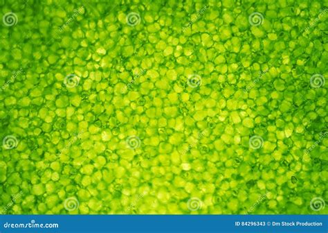 Leaf Cells Under Microscope Stock Image Image Of Close Cell 84296343