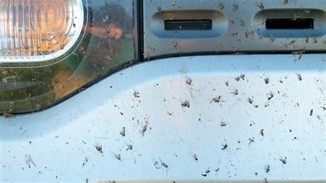 New App To Count Number Of Bugs Splats On Cars
