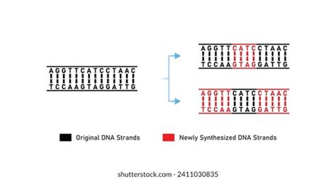 Dispersive Dna Replication Scientific Design Vector Stock Vector