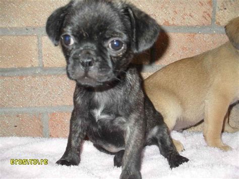 French Bulldog Pug Mix Puppies Petsidi