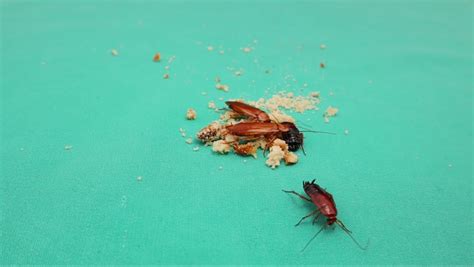 Cockroach Stock Video Footage 4k And Hd Video Clips Shutterstock