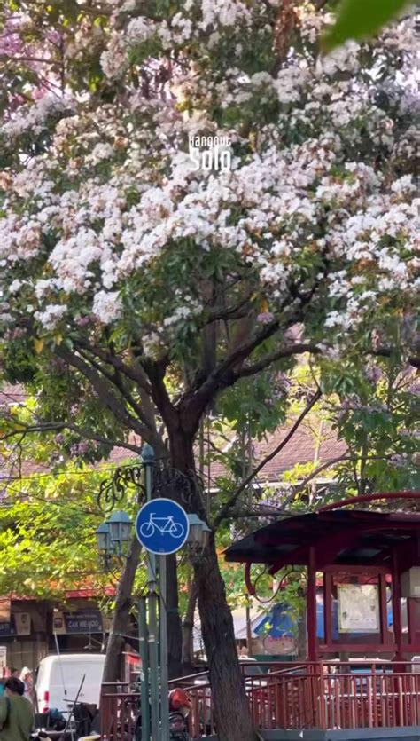 Foto Artikel Surakarta Bermekaran Pesona Tatebuya Yang Memikat Mata