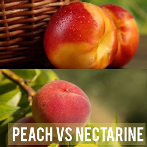 Indelg Peach Vs Nectarine Rosbreed