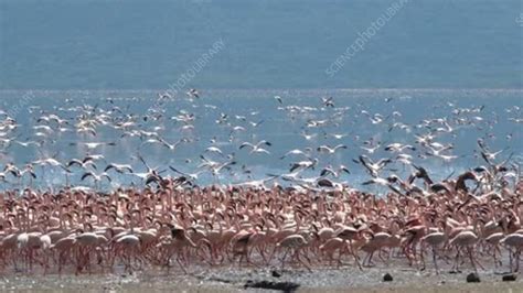 Flamingo Colony Kenya Stock Video Clip K007 3071 Science Photo