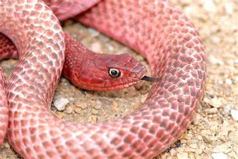Encyclopedic Information About The Red Racer Snake Snake Texas